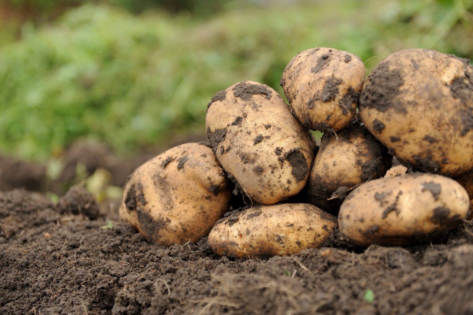 PhycoTerra® Potato Trials