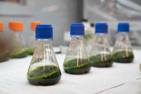 Unique Benefits of Macroalgae & Microalgae in Agriculture