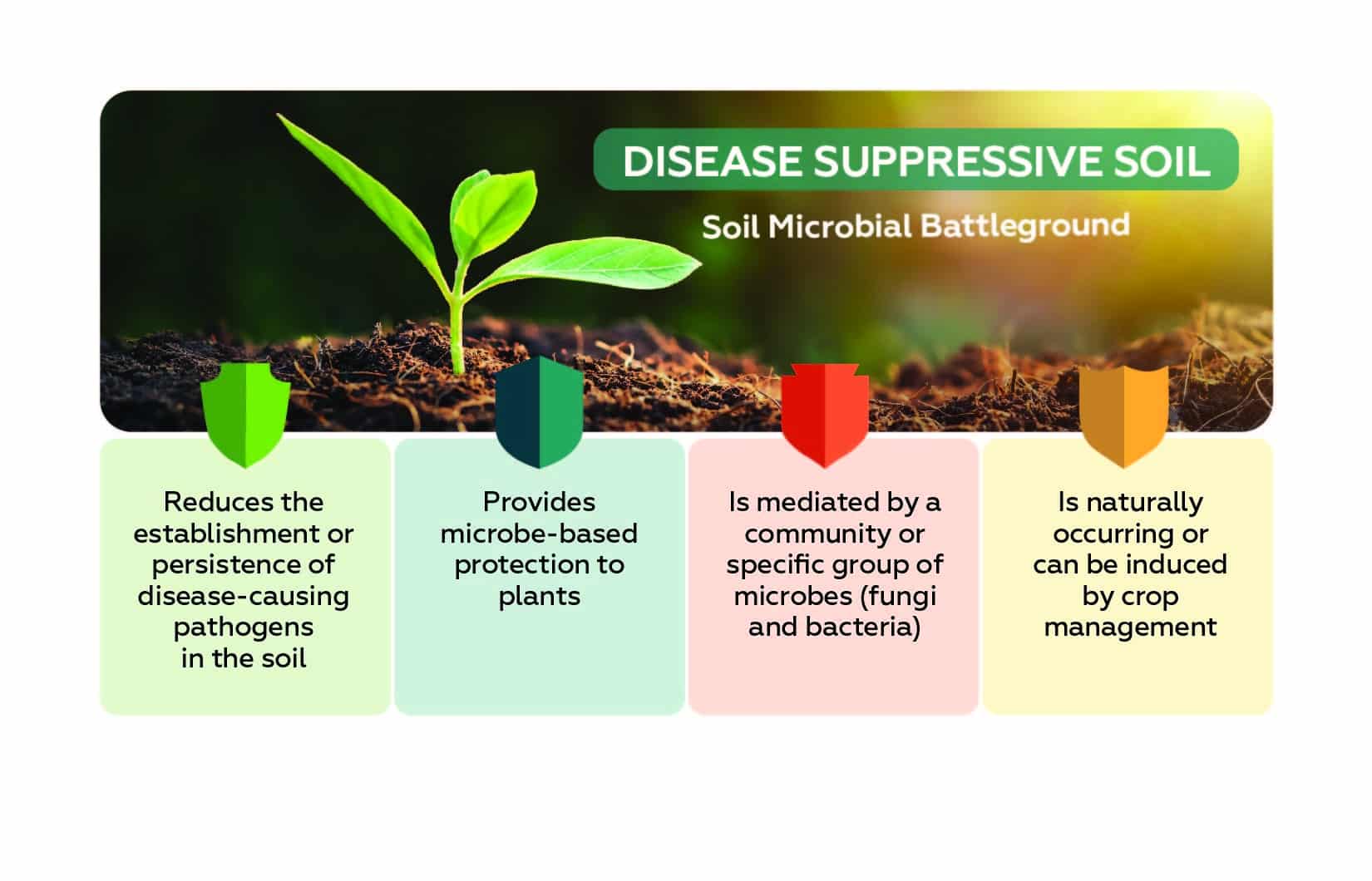 A Secret Weapon to Defeat Soil Disease, & It’s Already In Your Soil