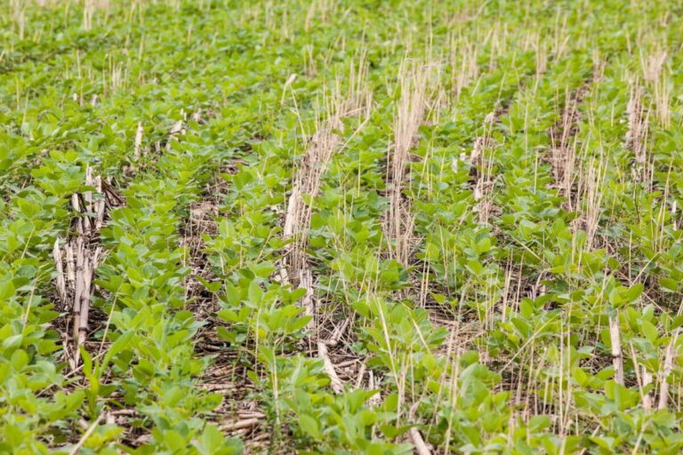 Benefits of Cover Crops: Everything to Know Before Planting - PhycoTerra®