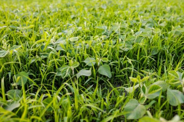 Benefits of Cover Crops: Everything to Know Before Planting - PhycoTerra®