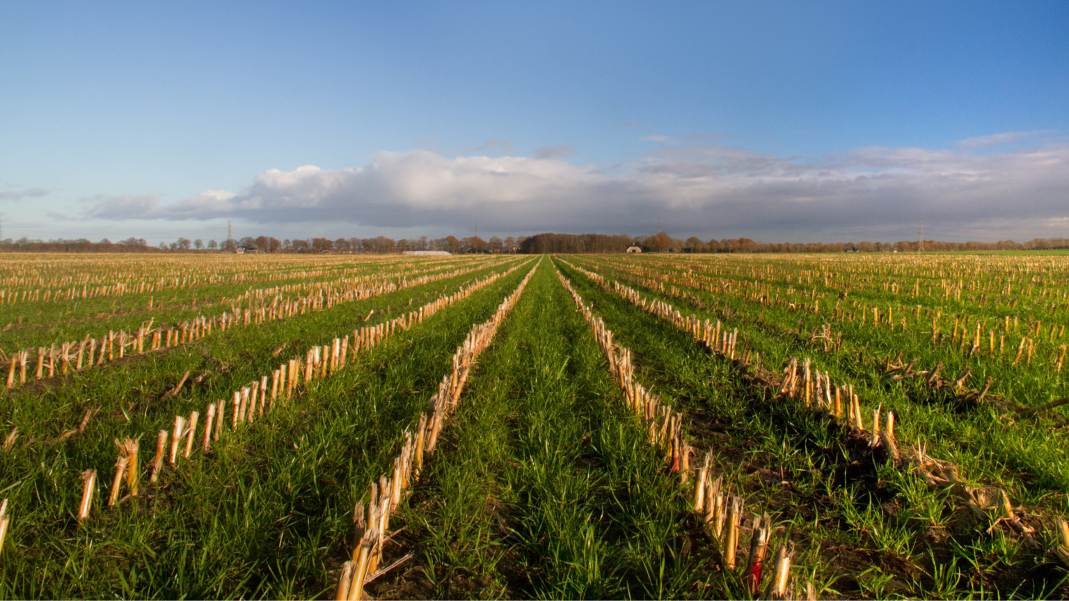 Turn Crop Waste into Nutrients for Cash Crops | Phycoterra