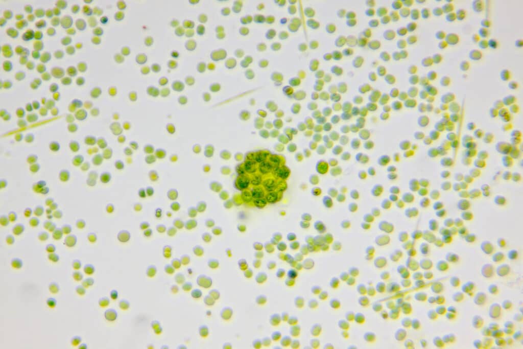 Is Microalgae the Future of Farming?