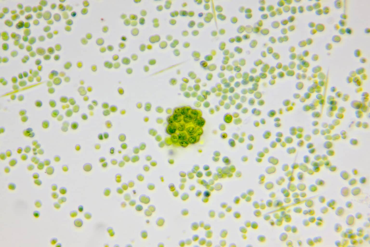 Is Microalgae the Future of Farming?