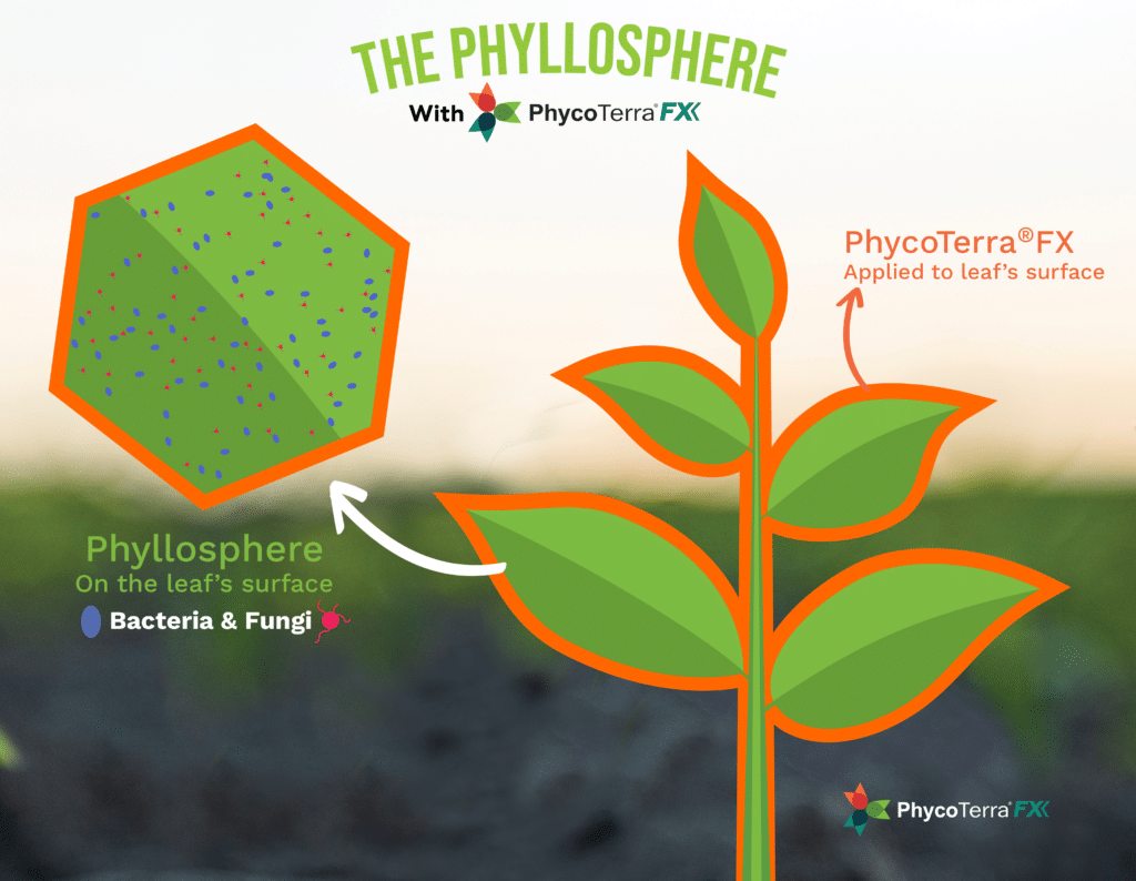 What is the Phyllosphere? | Phycoterra