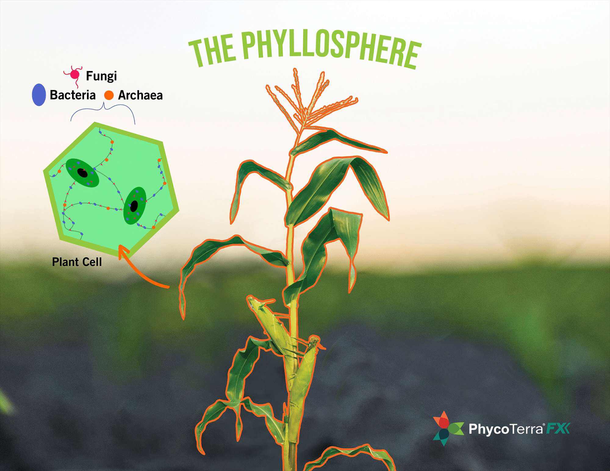 What is the Phyllosphere? | Phycoterra