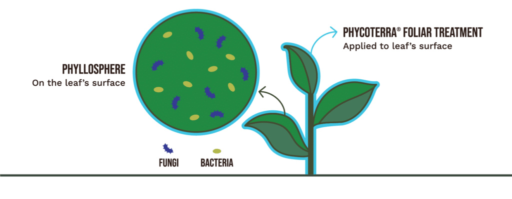 What is the Phyllosphere? | Phycoterra